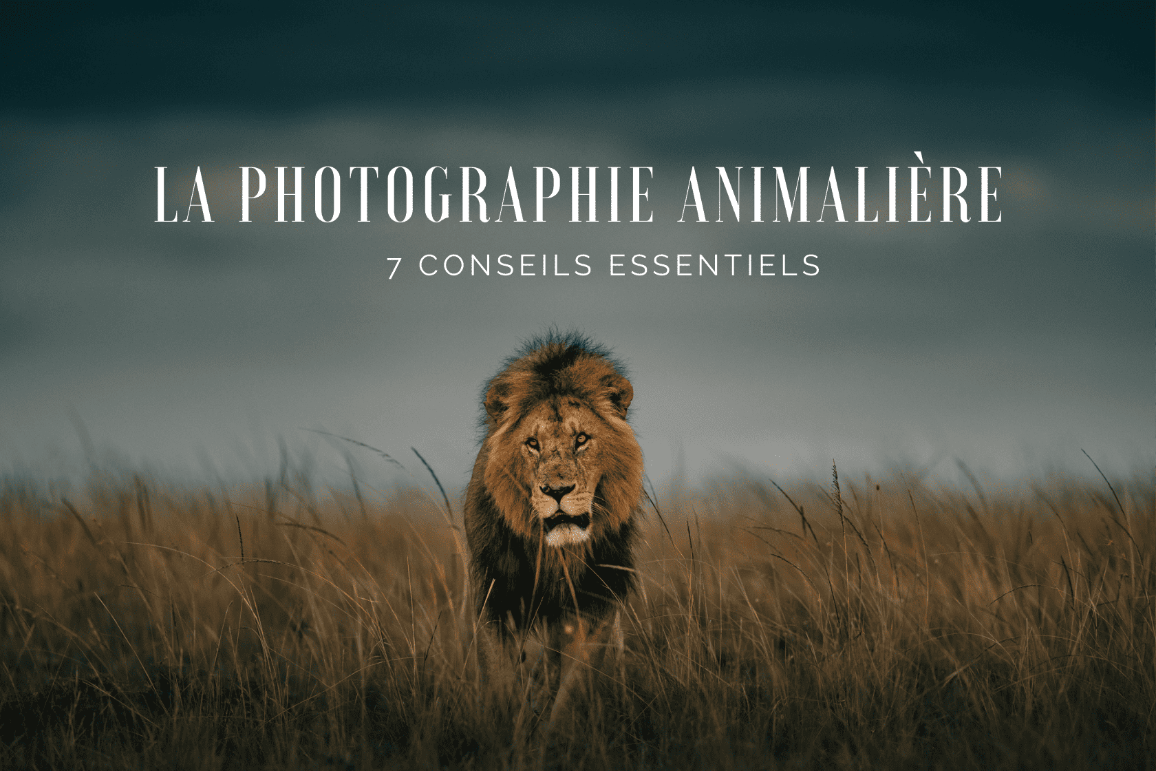 7 conseils pour être un bon photographe animalier